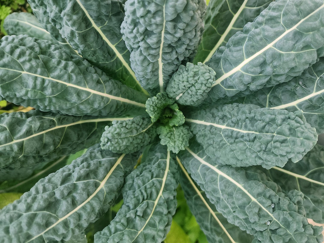 Black Magic Kale Seeds Heirloom Lacinato AKA Dinosaur Kale Vegetable ...