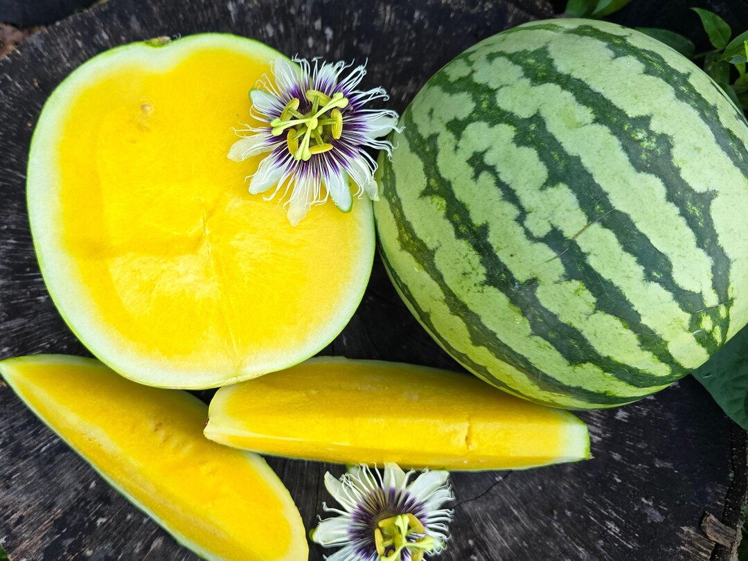 Yellow Petite Mini Watermelon Seeds | Early Maturing, Compact, and ...
