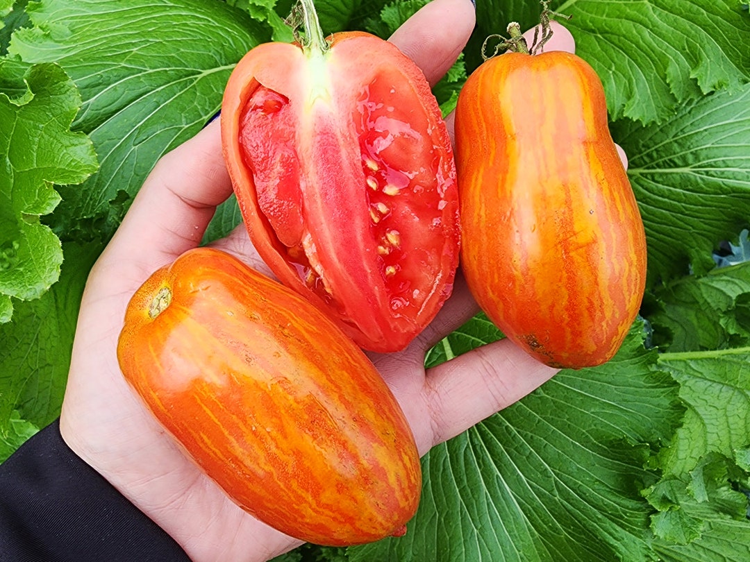 Speckled Roman - Extra Large Roma Style Heirloom Tomato Vegetable Seeds ...