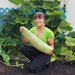 Tromboncino Rampicante Huge Italian Heirloom Zucchini Squash Vegetable ...