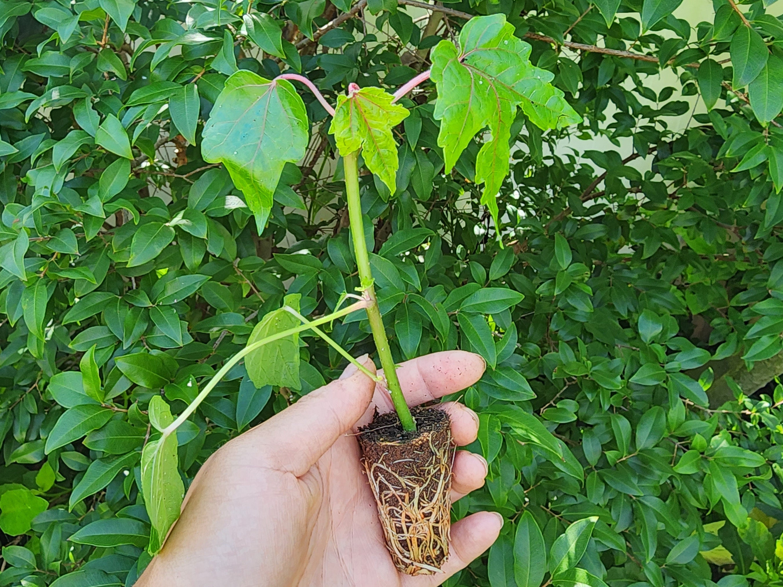Chief Kubo's Prize South Sea Salad Tree Spinach Perennial Tropical ...