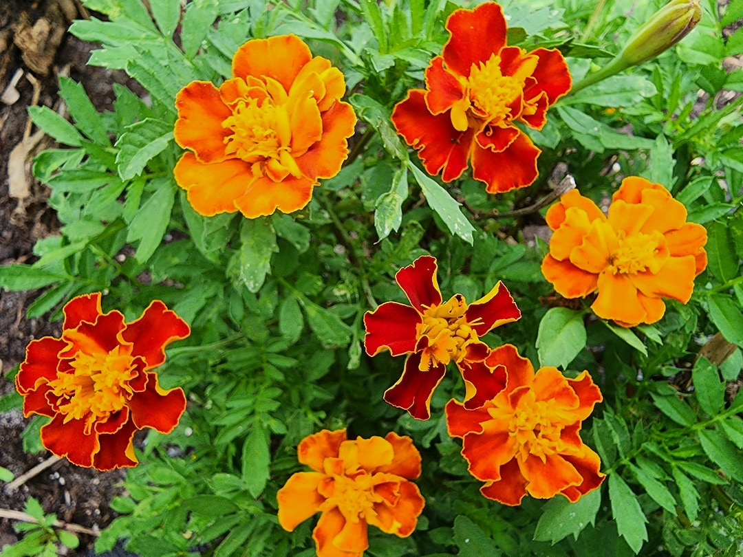 Petite Dwarf French Marigold Mix Heirloom Flower Seeds - Etsy