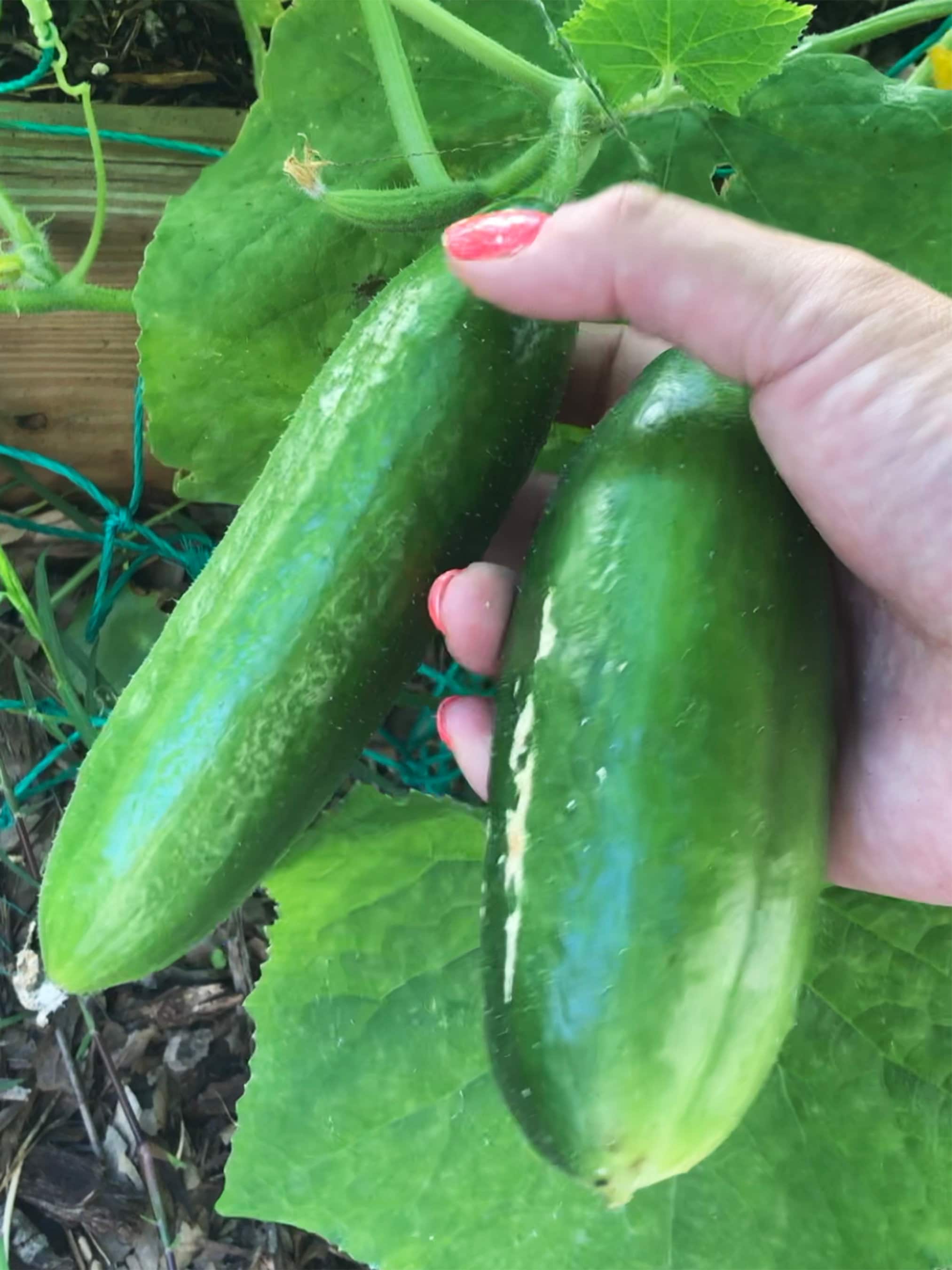 Beit Alpha Parthenogenetic Self Pollinating Cucumber Heirloom - Etsy