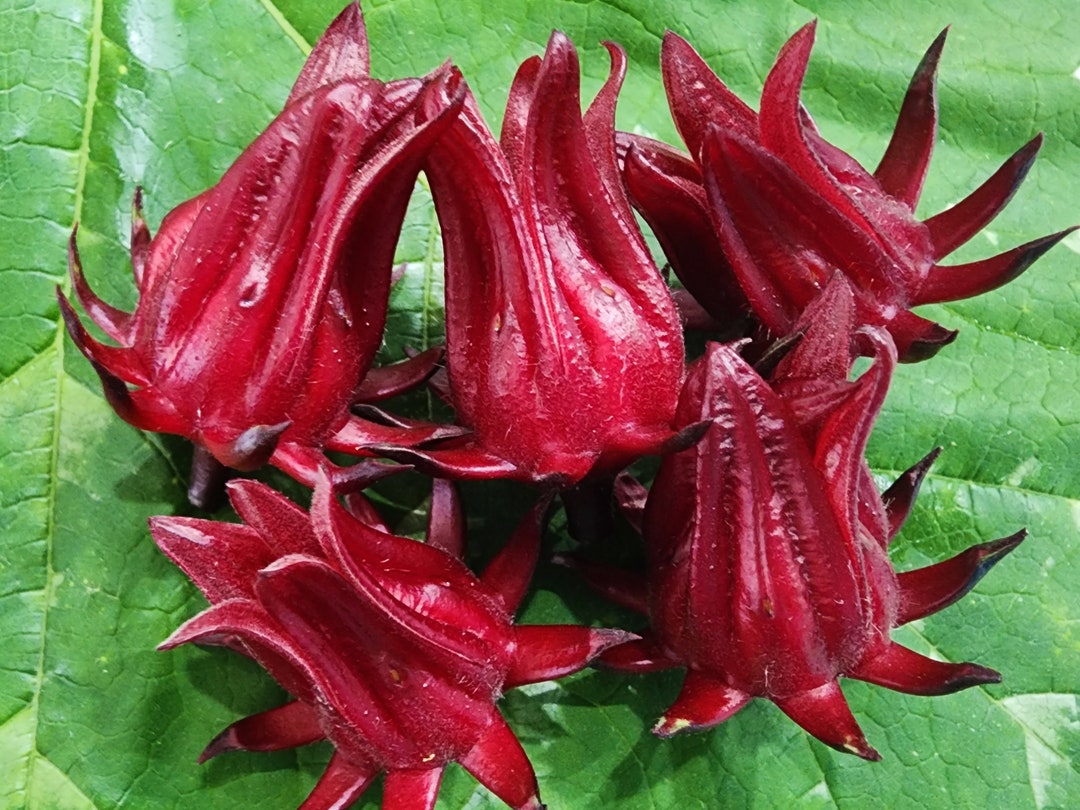 Roselle Aka Florida Cranberry Aka Jamaican Tea Heirloom Flower Seeds - Etsy