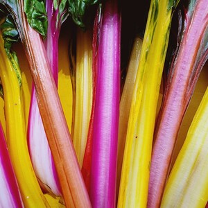 Heirloom Bright Lights Chard Seeds – Vibrant, Easy to Grow & Delicious ...