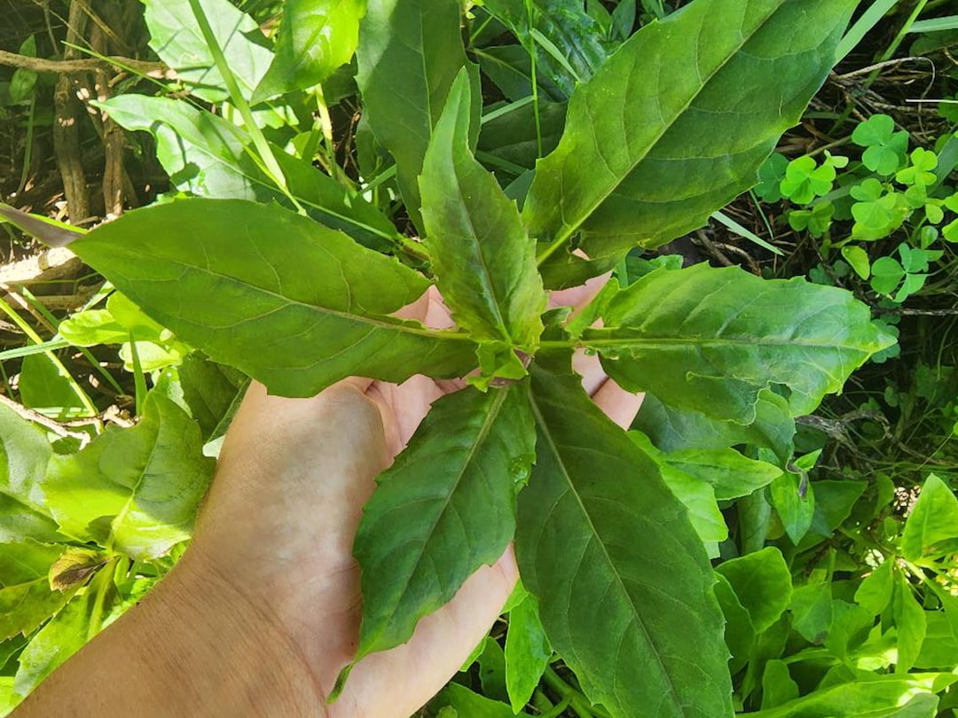 Okinawan Spinach Perennial Tropical Greens LIVE Plant - Etsy