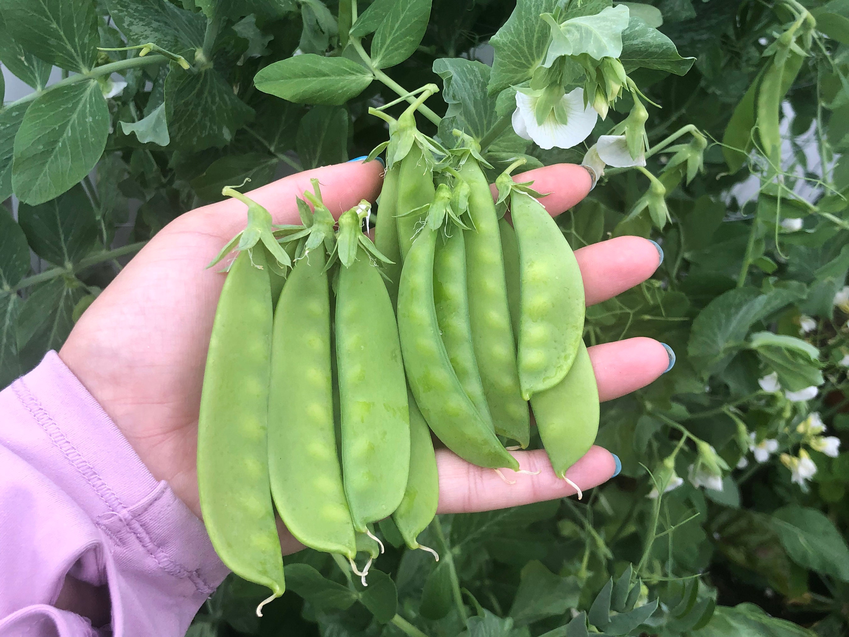 Oregon Sugar Pod II Snow Pea Heirloom Vegetable Garden Seeds - Etsy