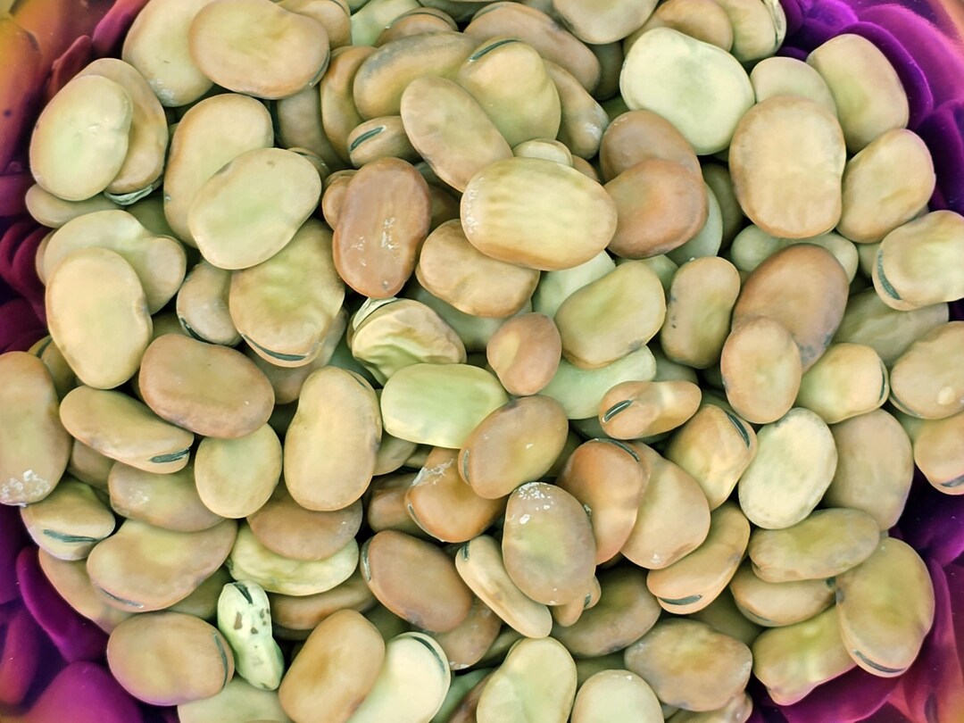 Heirloom Windsor Fava Bean Garden Seeds – Protein-rich & Perfect for ...