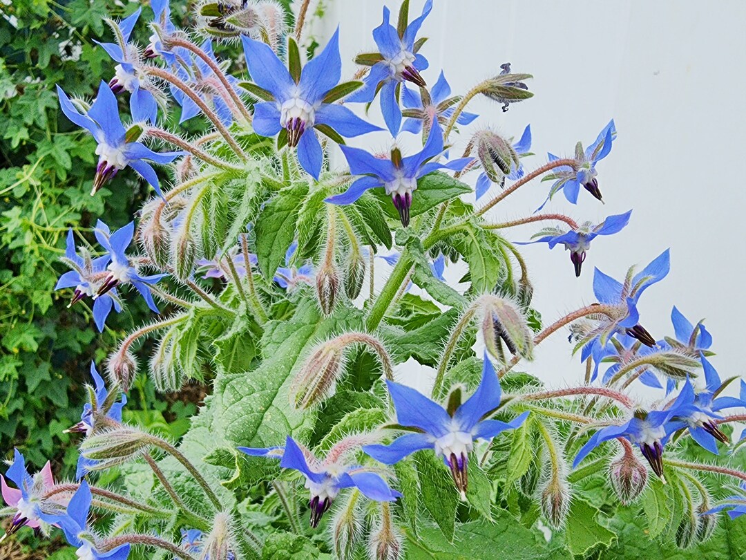Borage Annual Heirloom Blue Flower & Herb Seeds - Etsy