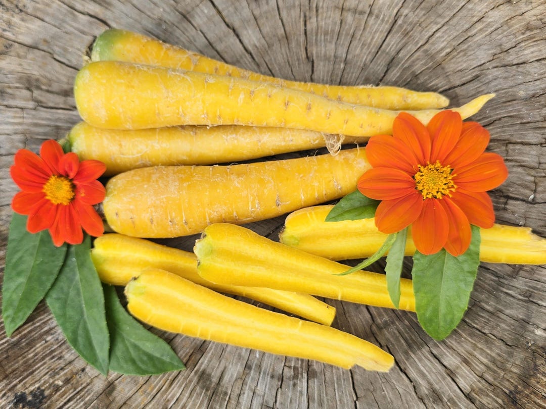 Heirloom Solar Yellow Carrot Seeds – Bright, Nutritious & Delicious - Etsy