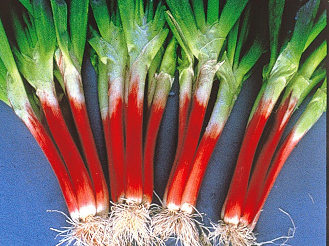Red Beard Japanese Bunching Onion Seeds – Heirloom Green Onion Variety ...