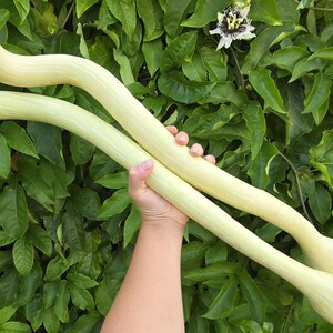 Tromboncino Rampicante Huge Italian Heirloom Zucchini Squash Vegetable ...