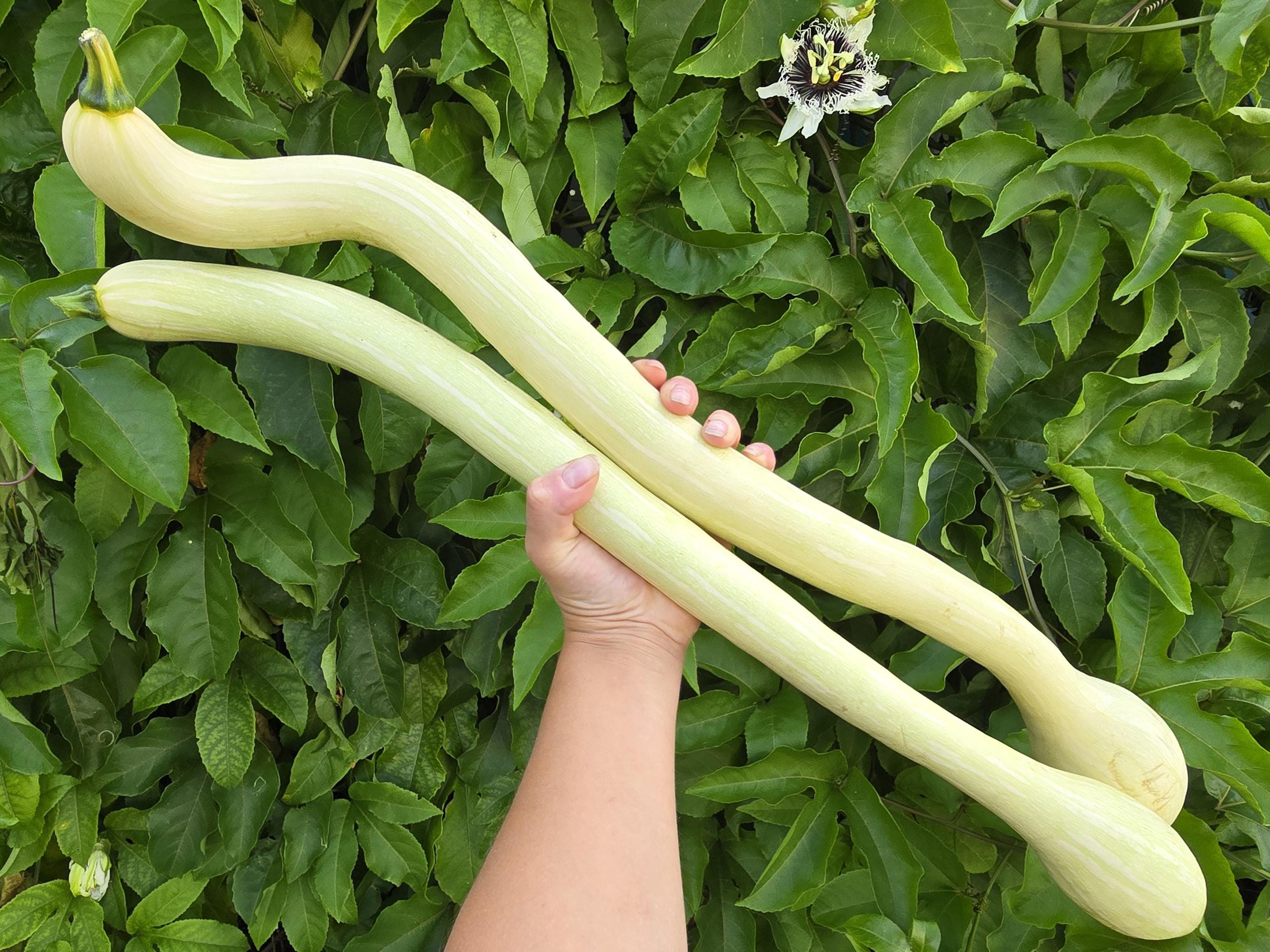 Tromboncino Rampicante Huge Italian Heirloom Zucchini Squash Vegetable ...