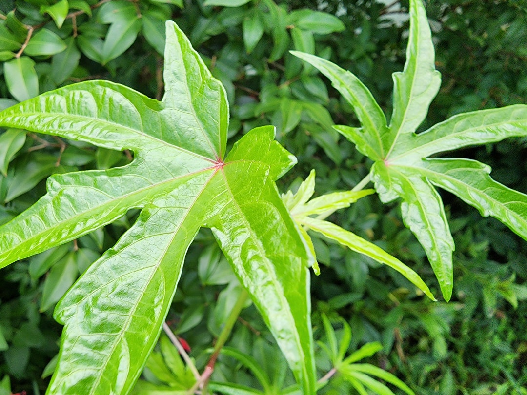 Chief Kubo's Prize South Sea Salad Tree Spinach Perennial - Etsy