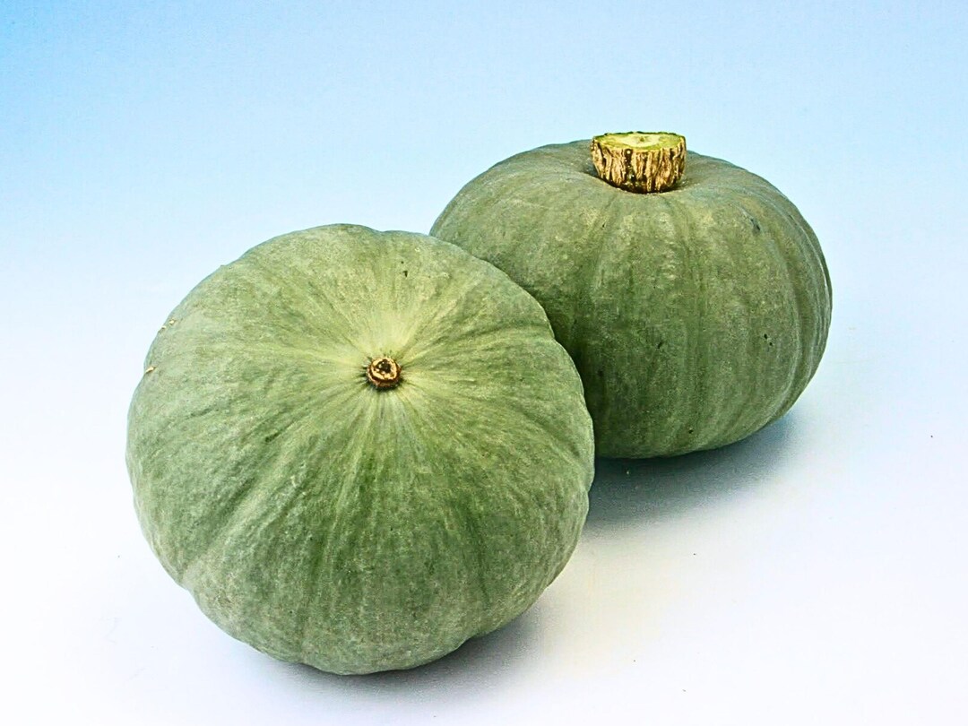 Shokichi Shiro (white) Mini Kabocha Hybrid Seeds - Compact Squash for ...