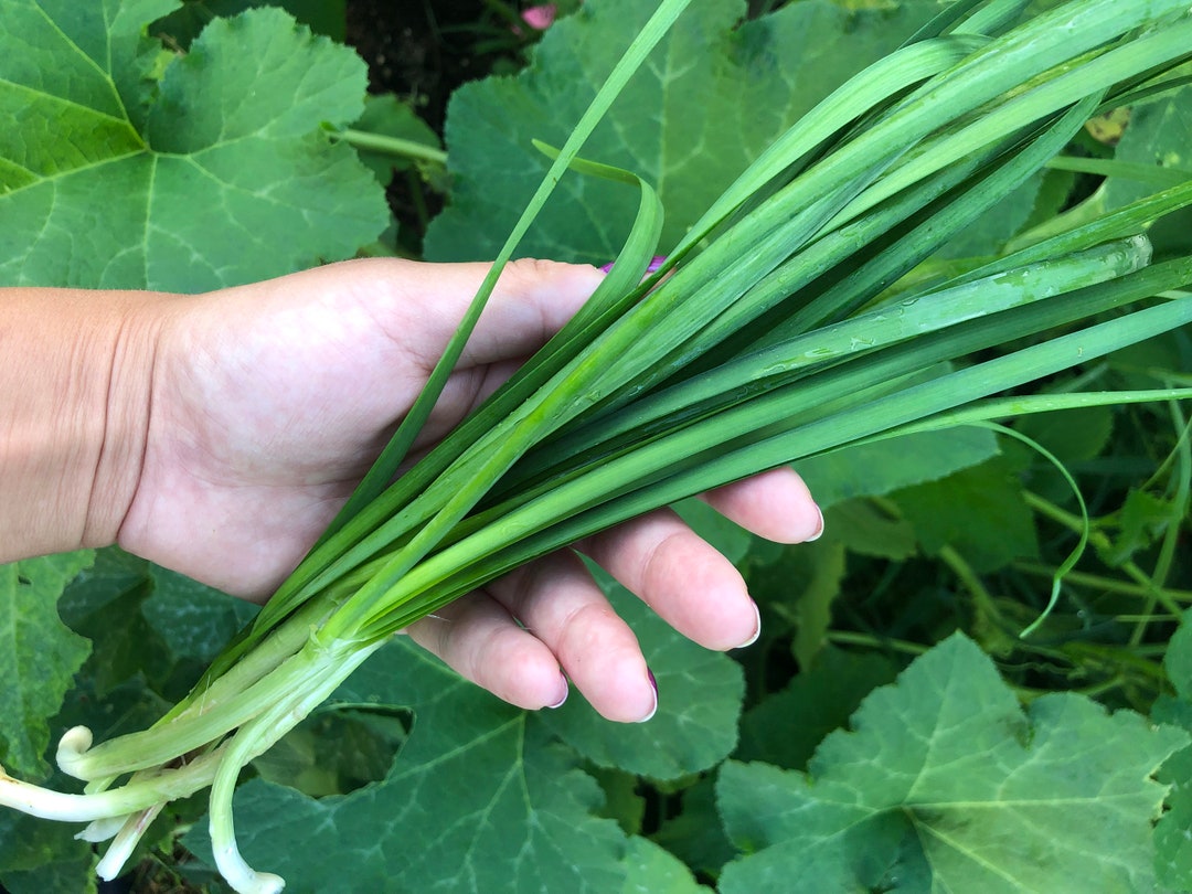 Garlic Chive Herb Heirloom Seeds - Etsy