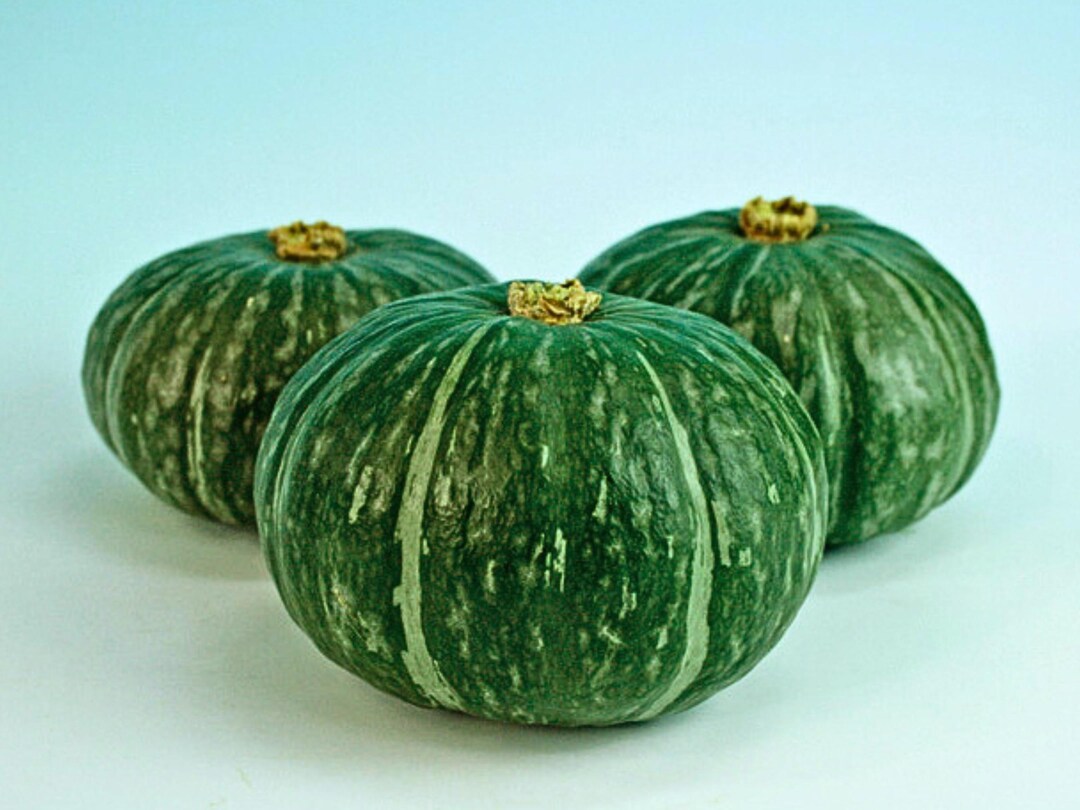 Shokichi Green Mini Kabocha Hybrid Seeds - Nutty, Sweet Mini Squash ...
