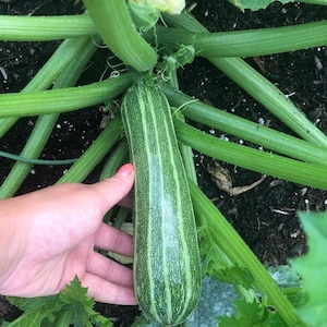 Cocozelle Italian Heirloom Zucchini Summer Squash Vegetable Seeds - Etsy