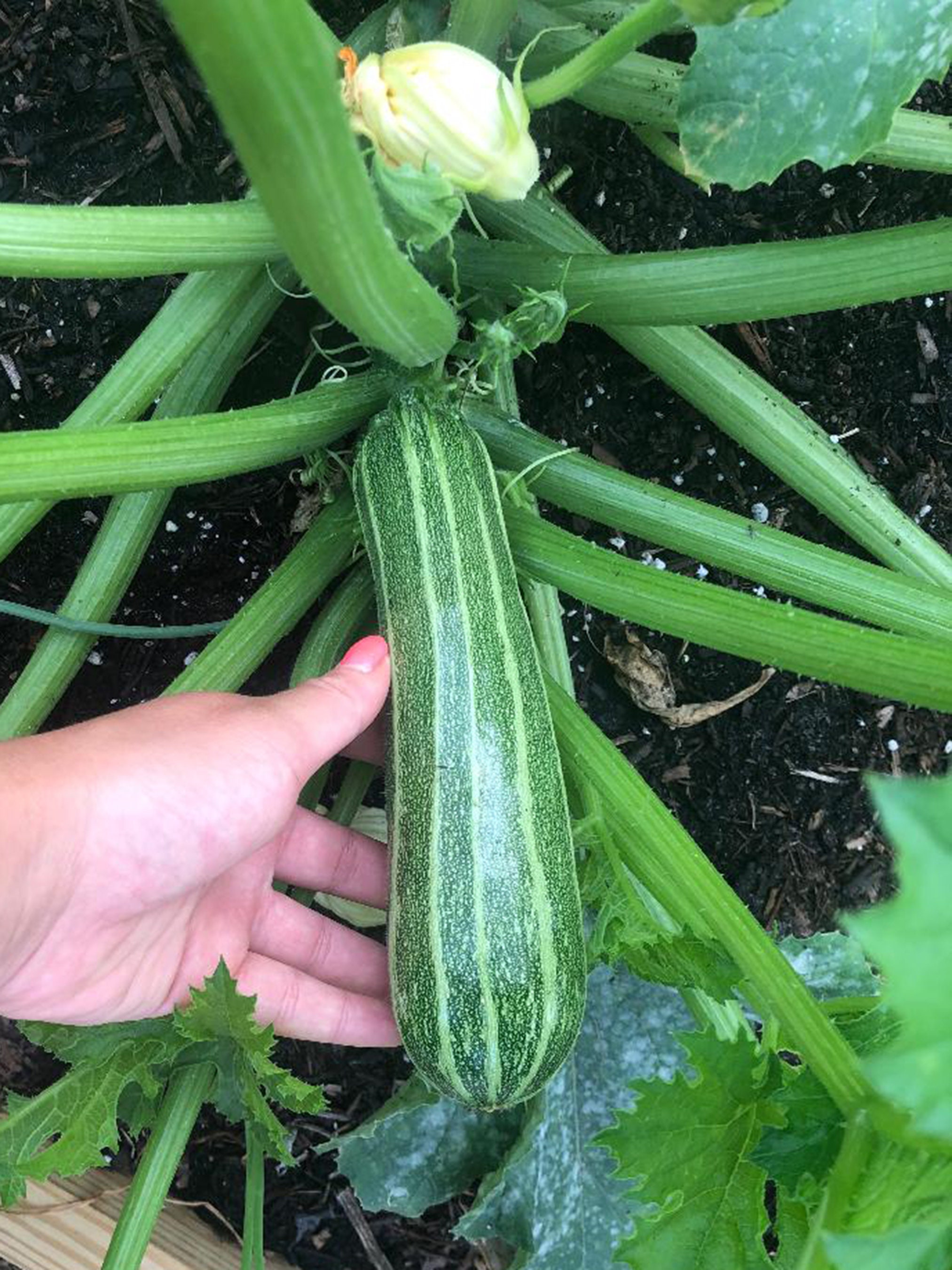 Cocozelle Italian Heirloom Zucchini Summer Squash Vegetable Seeds - Etsy