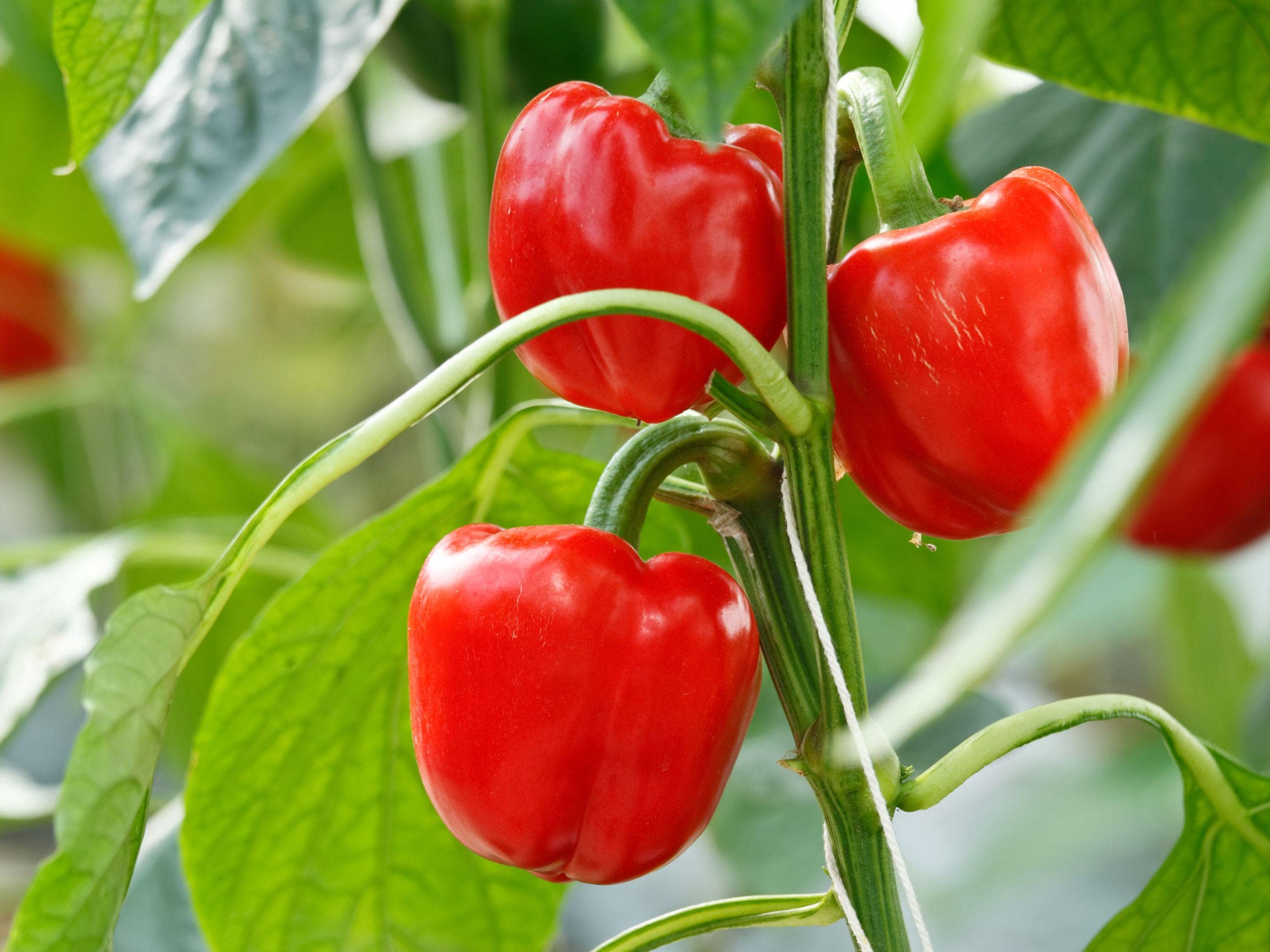 Chinese Giant Sweet Bell Peppers Heirloom Vegetable Seeds - Etsy