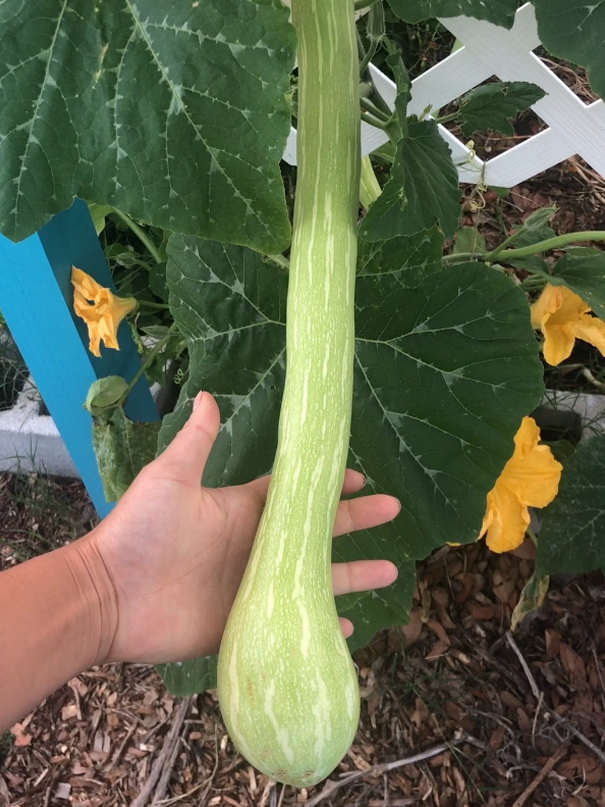 Tromboncino Rampicante Huge Italian Heirloom Zucchini Squash - Etsy