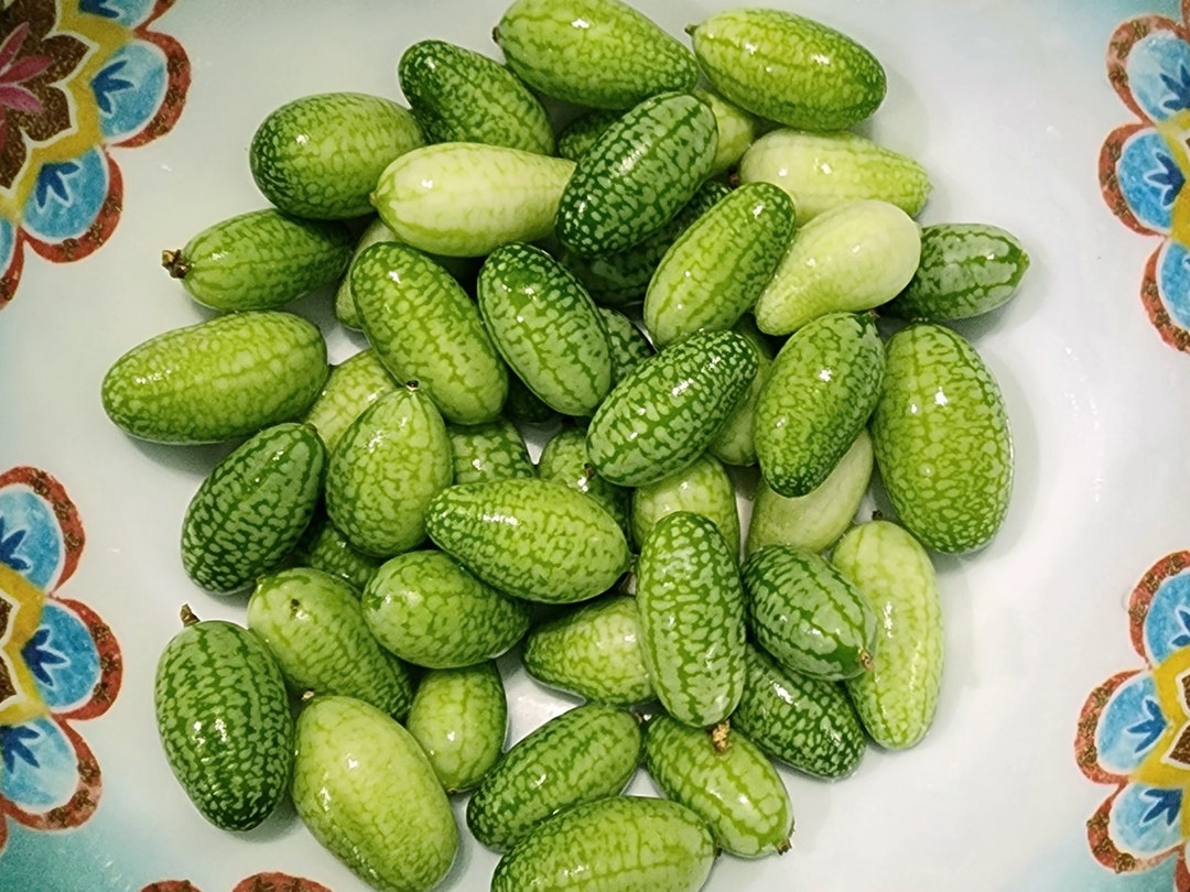 Cucamelon Aka Mouse Melon "cucumber" Heirloom Vegetable Seeds - Etsy