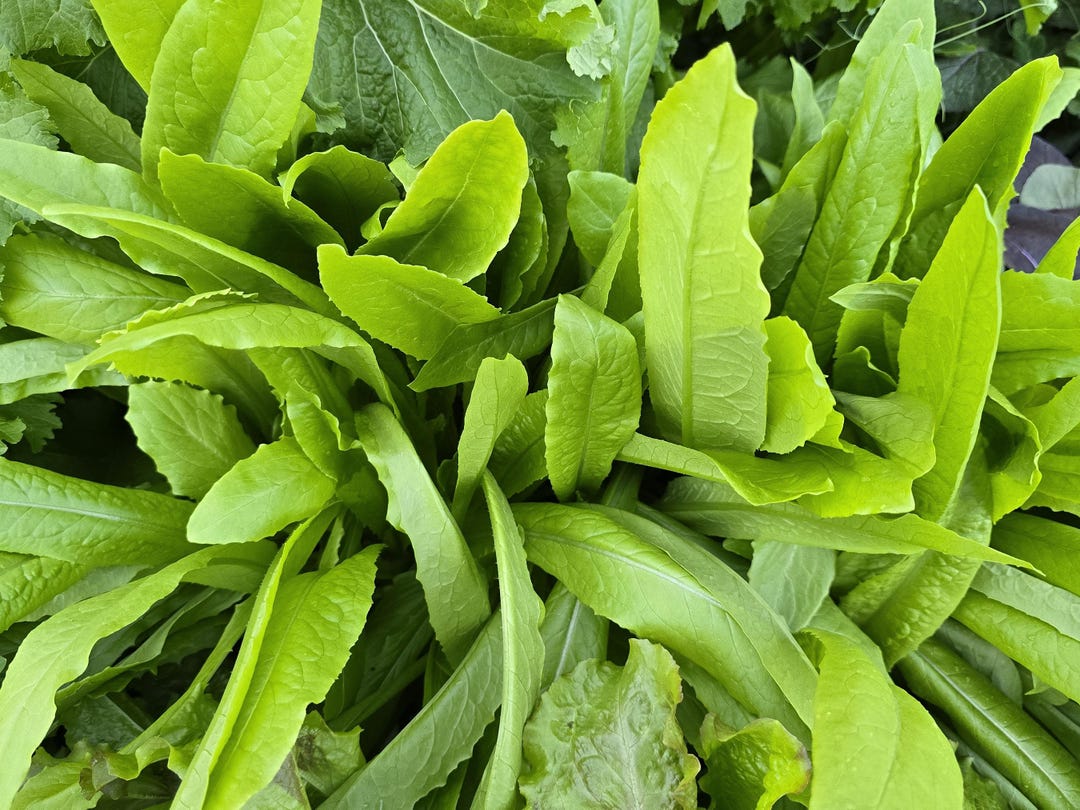 Taiwan Sword Leaf Lettuce Seeds – A Choy Asian Green Vegetable Garden ...