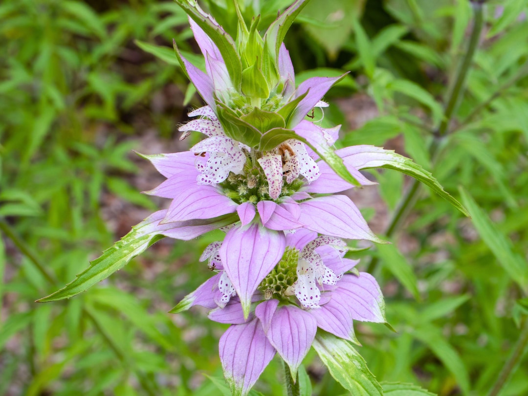 Spotted Bee Balm Seeds – Florida Native Pollinator Flower - Etsy