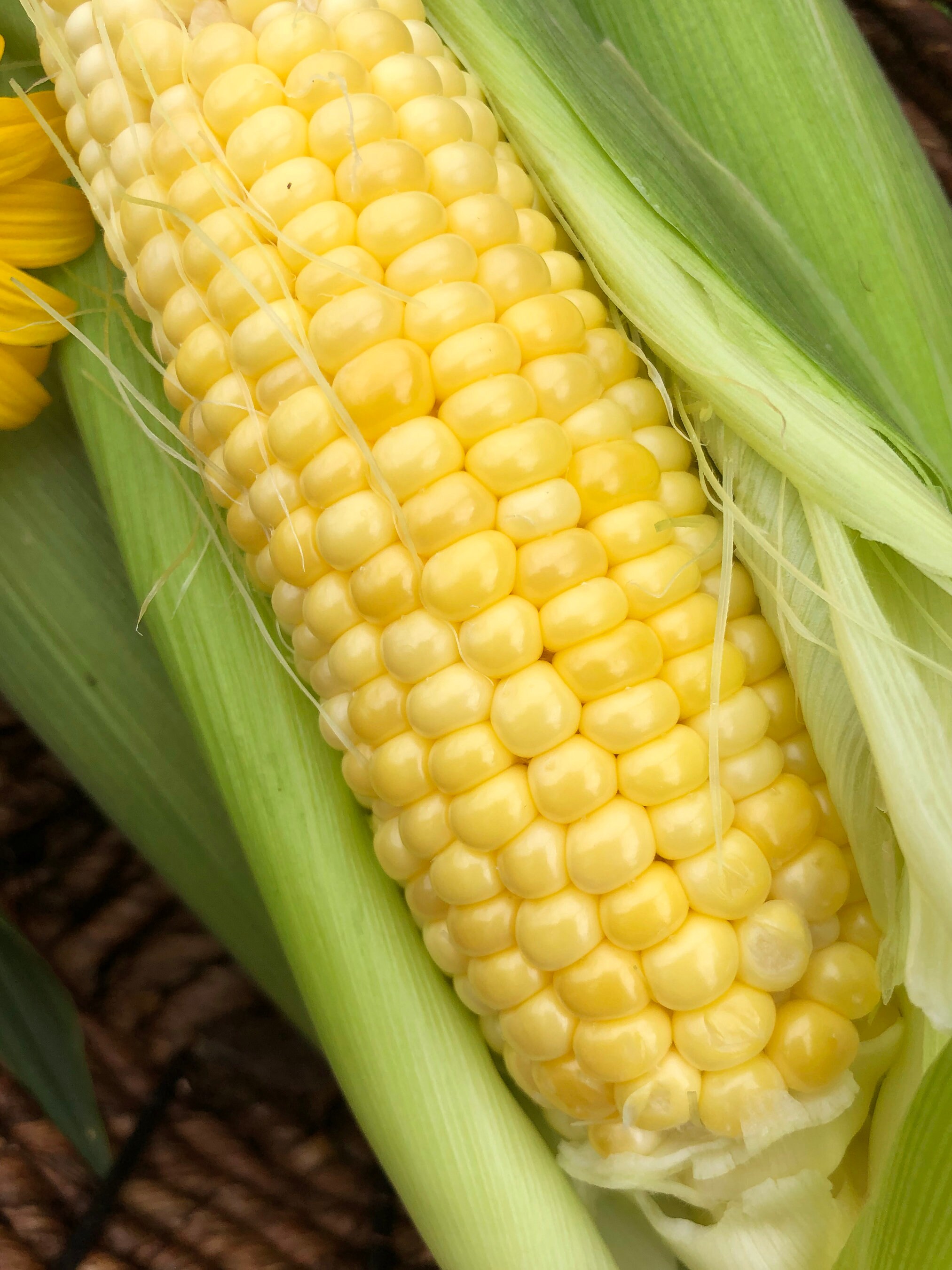Golden Bantam Yellow Sweet Corn Heirloom Vegetable Seeds - Etsy