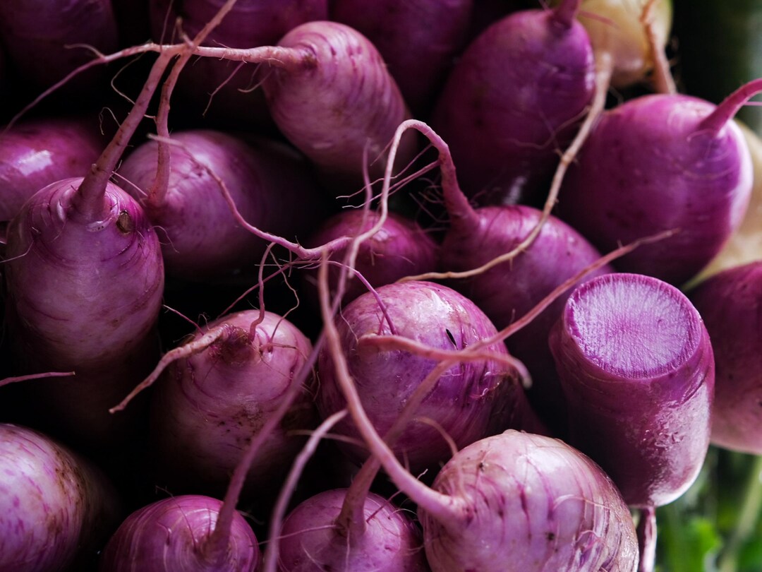 Mini Purple Daikon Radish Hybrid Seeds – Vibrant, Crunchy, Fast ...