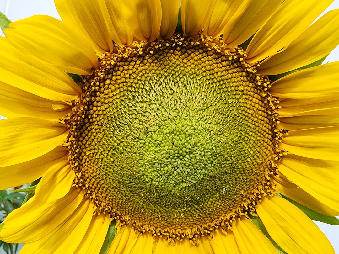 Dwarf Sunspot Sunflower Seeds - Annual Heirloom Flower Seeds - Etsy