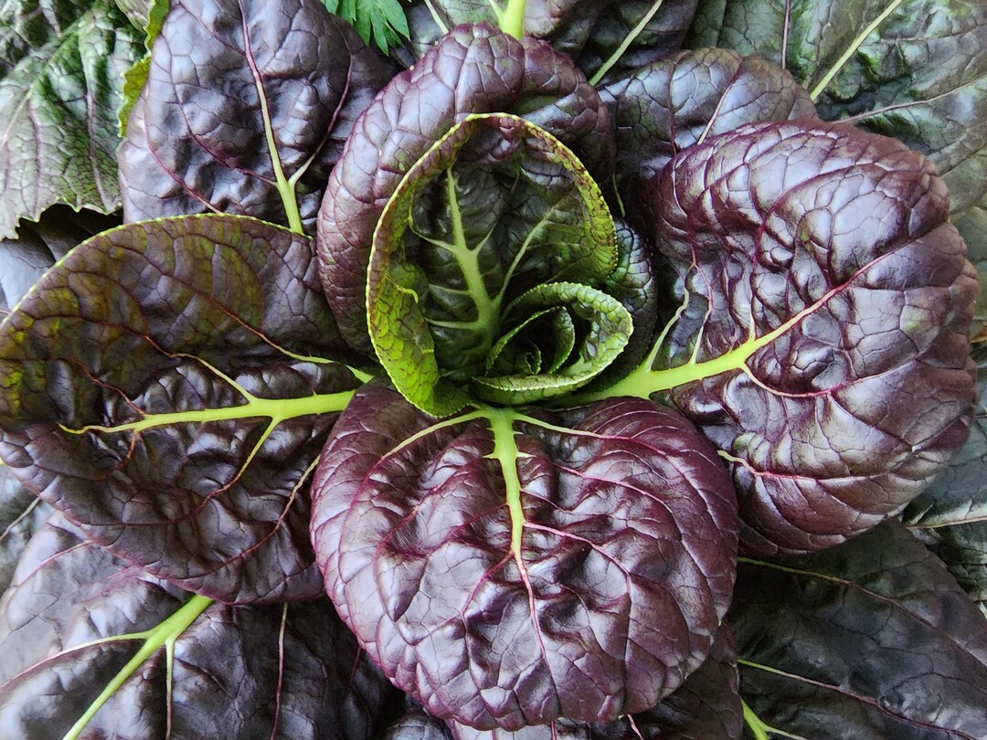 Purple Bok Choy Green Stem Hybrid Vegetable Seeds - Etsy