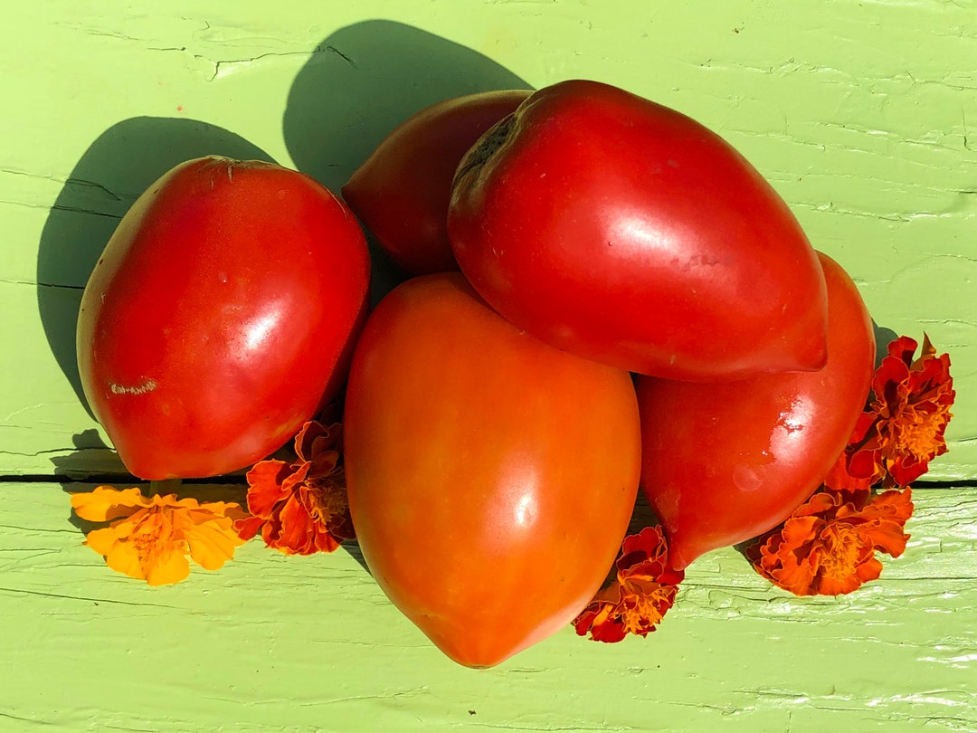 Amish Paste Heirloom Tomato Seeds Best for Sauce & Paste - Etsy