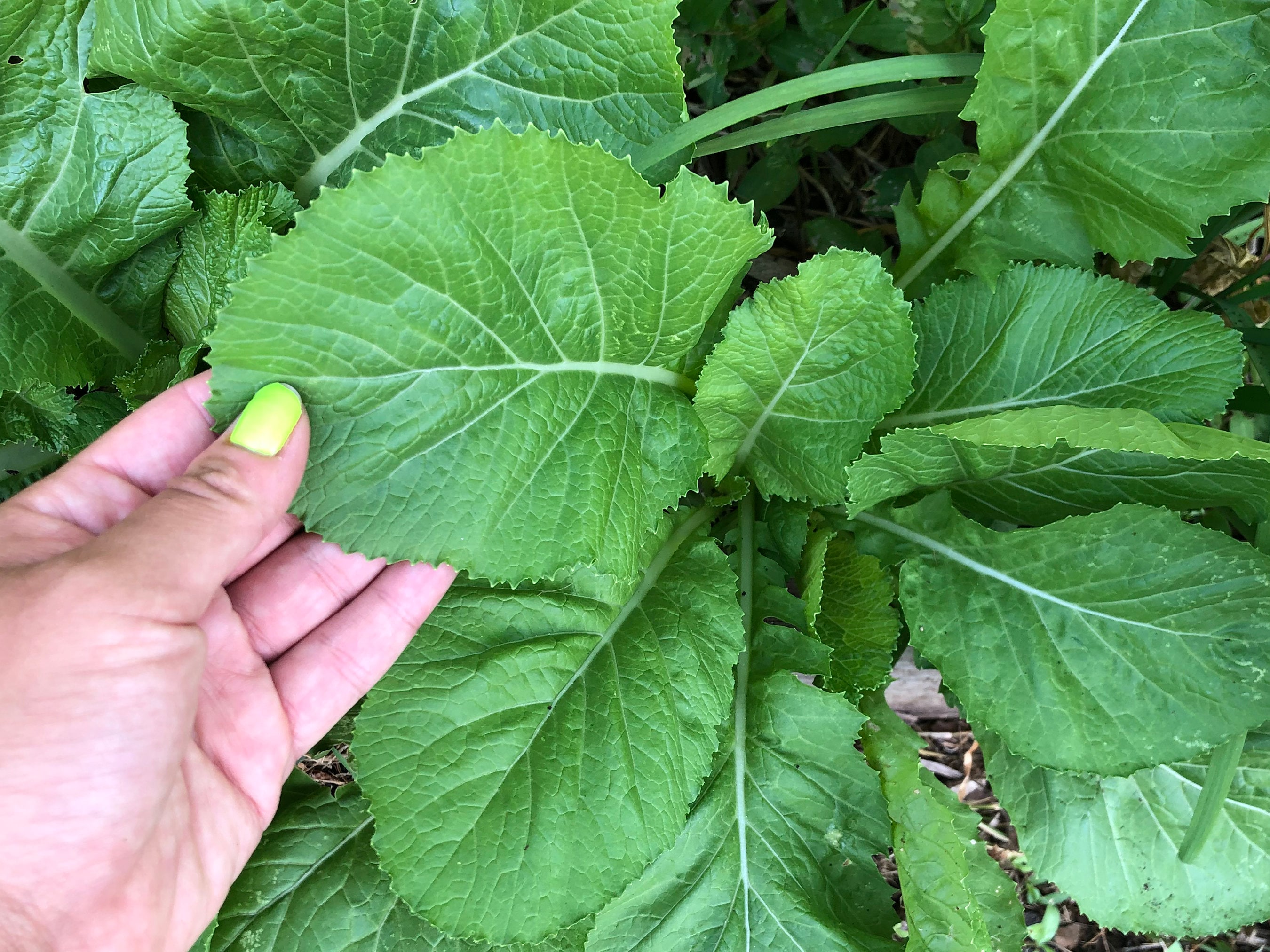 Florida Broadleaf Mustard Greens Heirloom Vegetable Seeds - Etsy