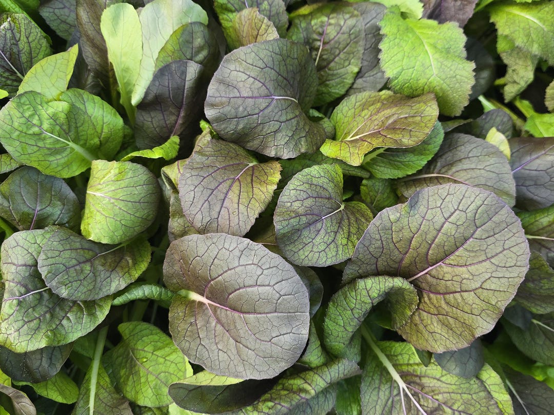 Red Hybrid Komatsuna Seeds – Heat-tolerant, Easy to Grow Asian Green ...