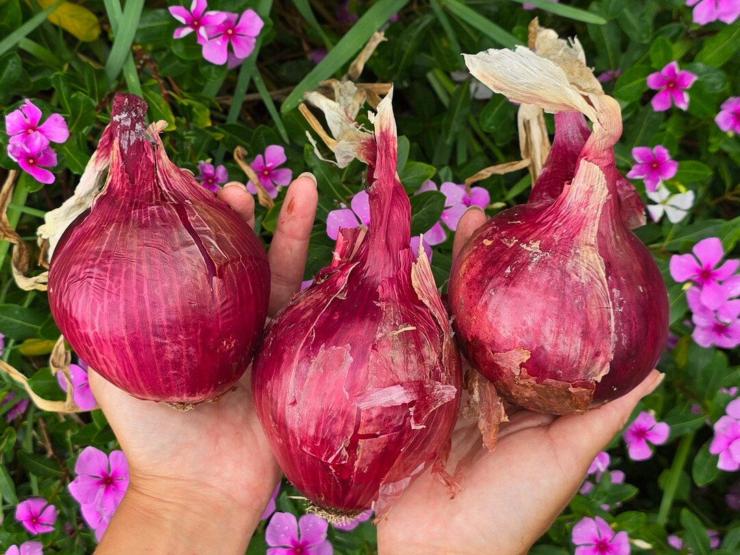 Red Grano Short Day Bulbing Onion Seeds Heirloom Red Onion Seeds - Etsy