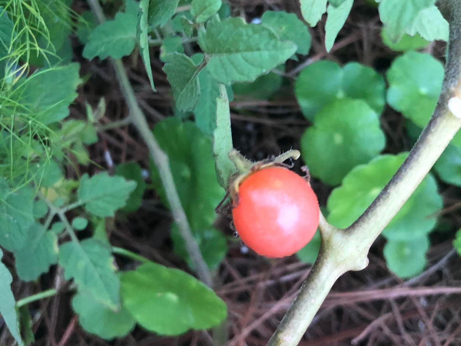Everglades Tomato Florida Native Heirloom Vegetable Seeds - Etsy