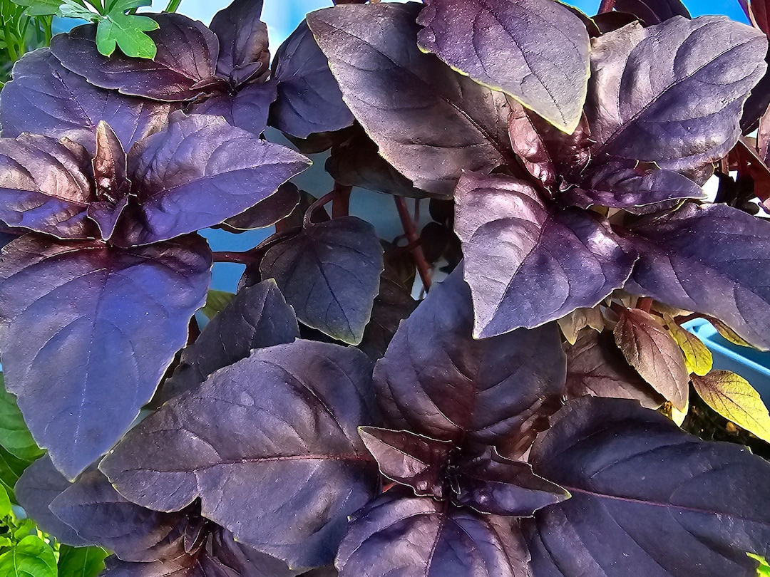Red Rubin Hybrid Purple Sweet Basil Seeds - Garden Vegetable and Herb ...