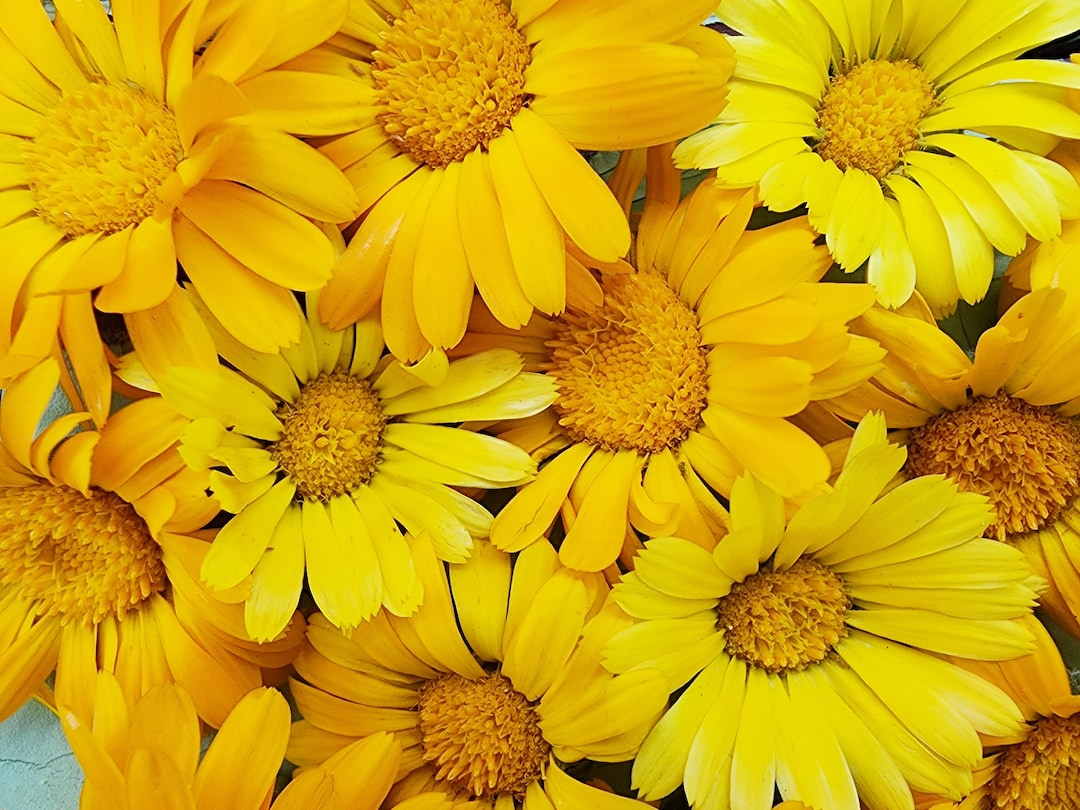 Resina Calendula Mixed Colors Annual Heirloom Flower Seeds (yellow ...