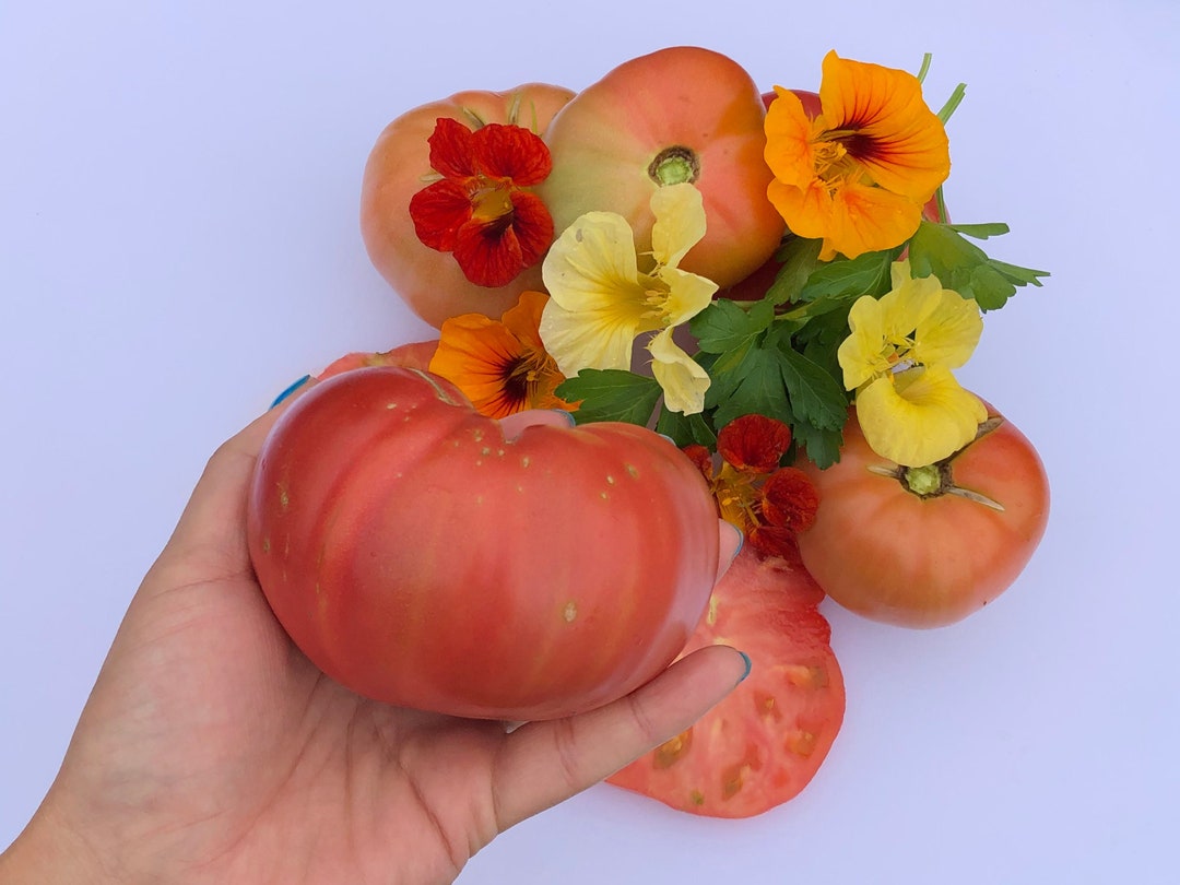 Climbing Triple L Crop Aka Italian Tree Tomato Heirloom Tomato ...