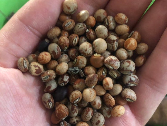 Pigeon Peas Aka Guandules Heirloom Vegetable Seeds - Etsy