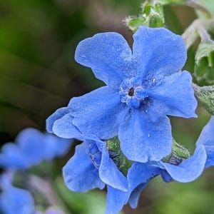 Chinese Forget-me-not Flower Seeds – Sky Blue Blooms – Pollinator ...
