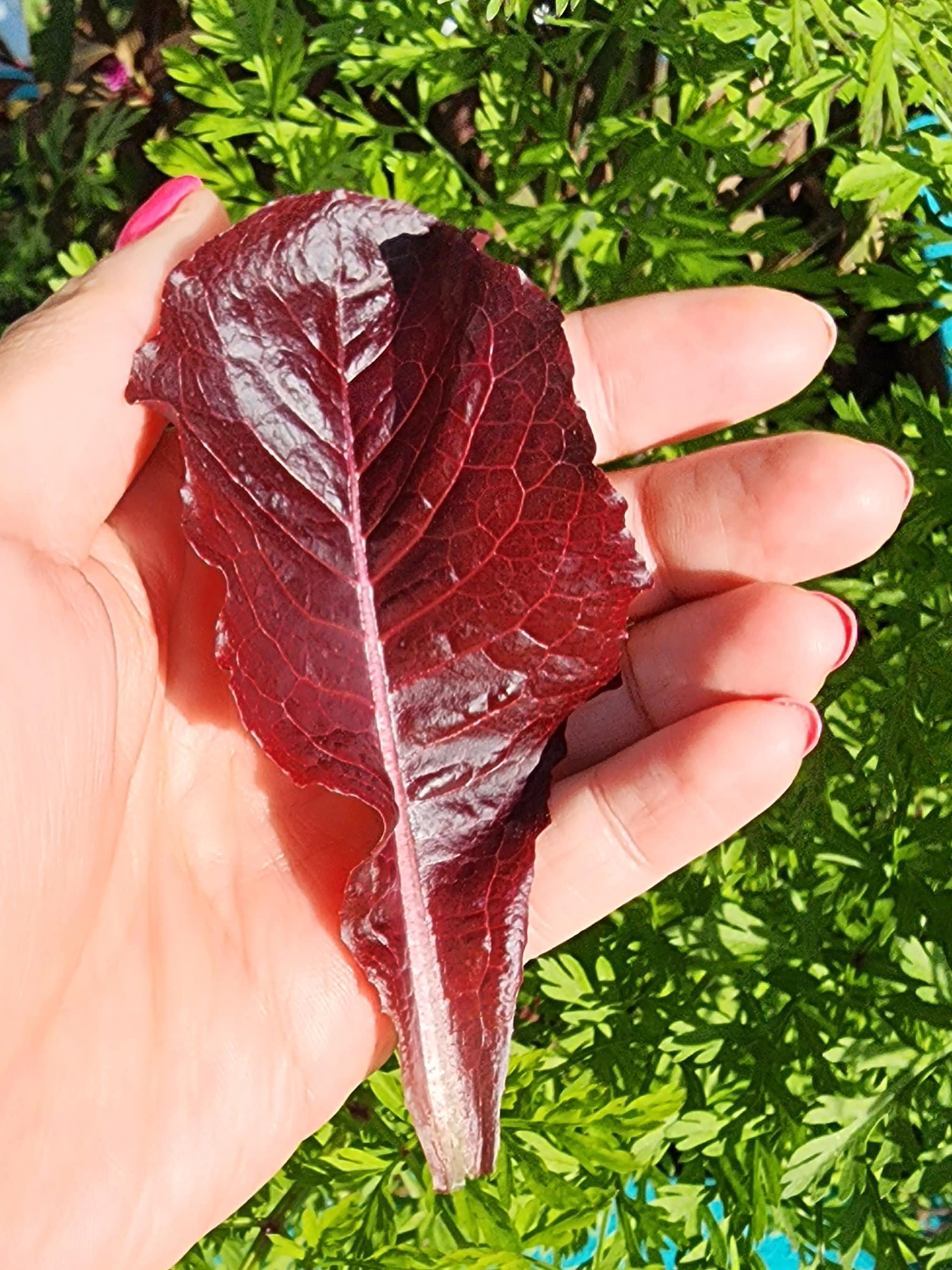 Super Red Romaine Lettuce Heirloom Vegetable Seeds - Etsy