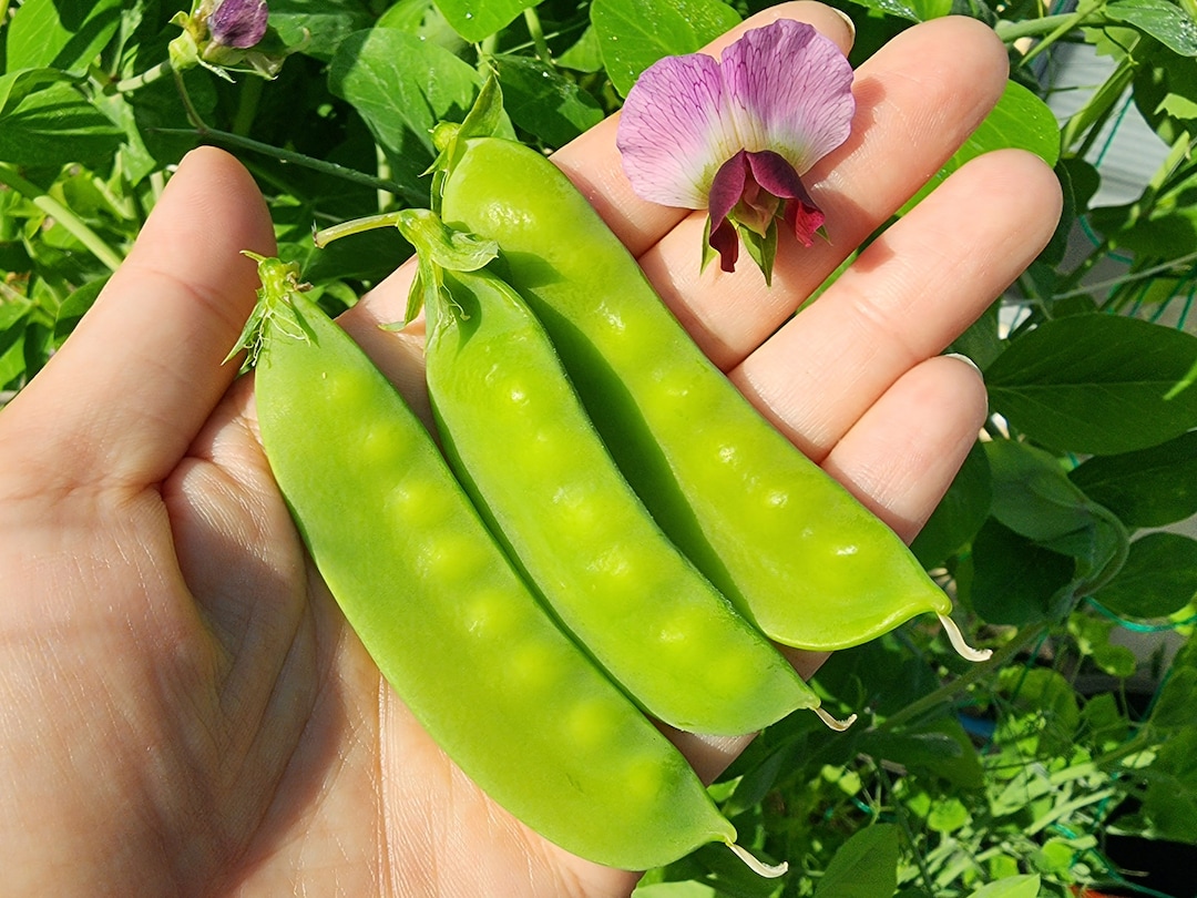 RARE Luang Prabang Snow Pea Seeds AKA Maiden's Blush Snow Pea Heirloom ...