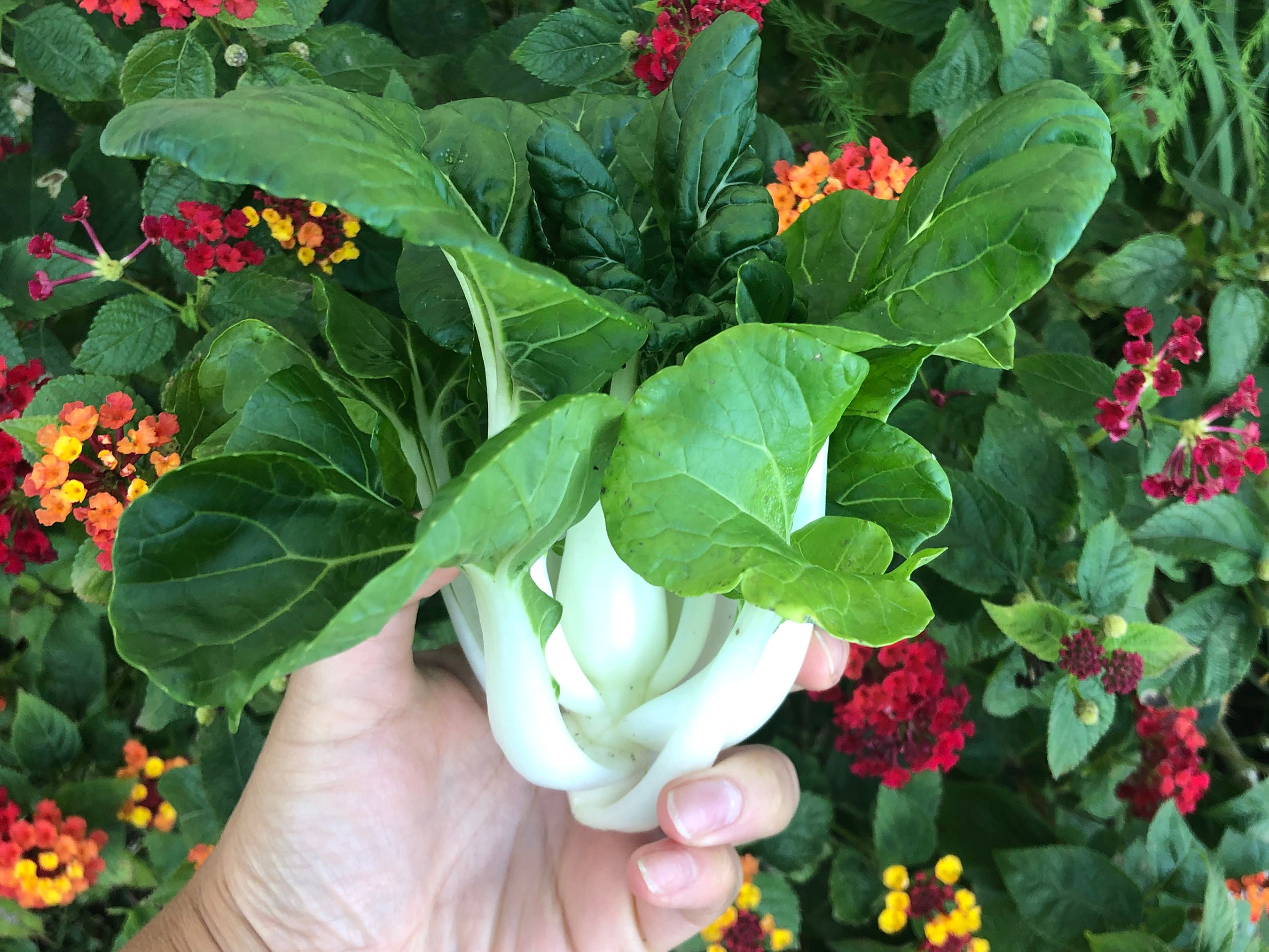 Canton Bok Choy White Stem Heirloom Vegetable Seeds - Etsy