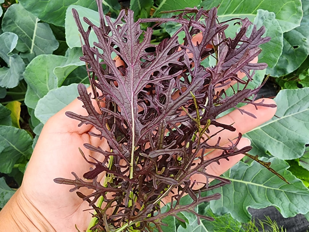 Red Mizuna Japanese Mustard Greens Heirloom Vegetable Seeds - Etsy