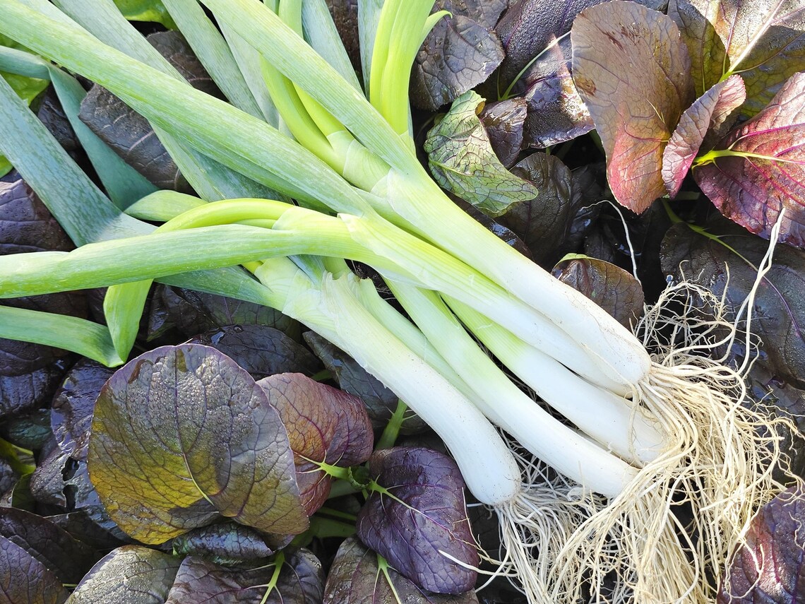 Shimonita Negi XL Bunching Onion Seeds - Japanese Scallion/spring ...