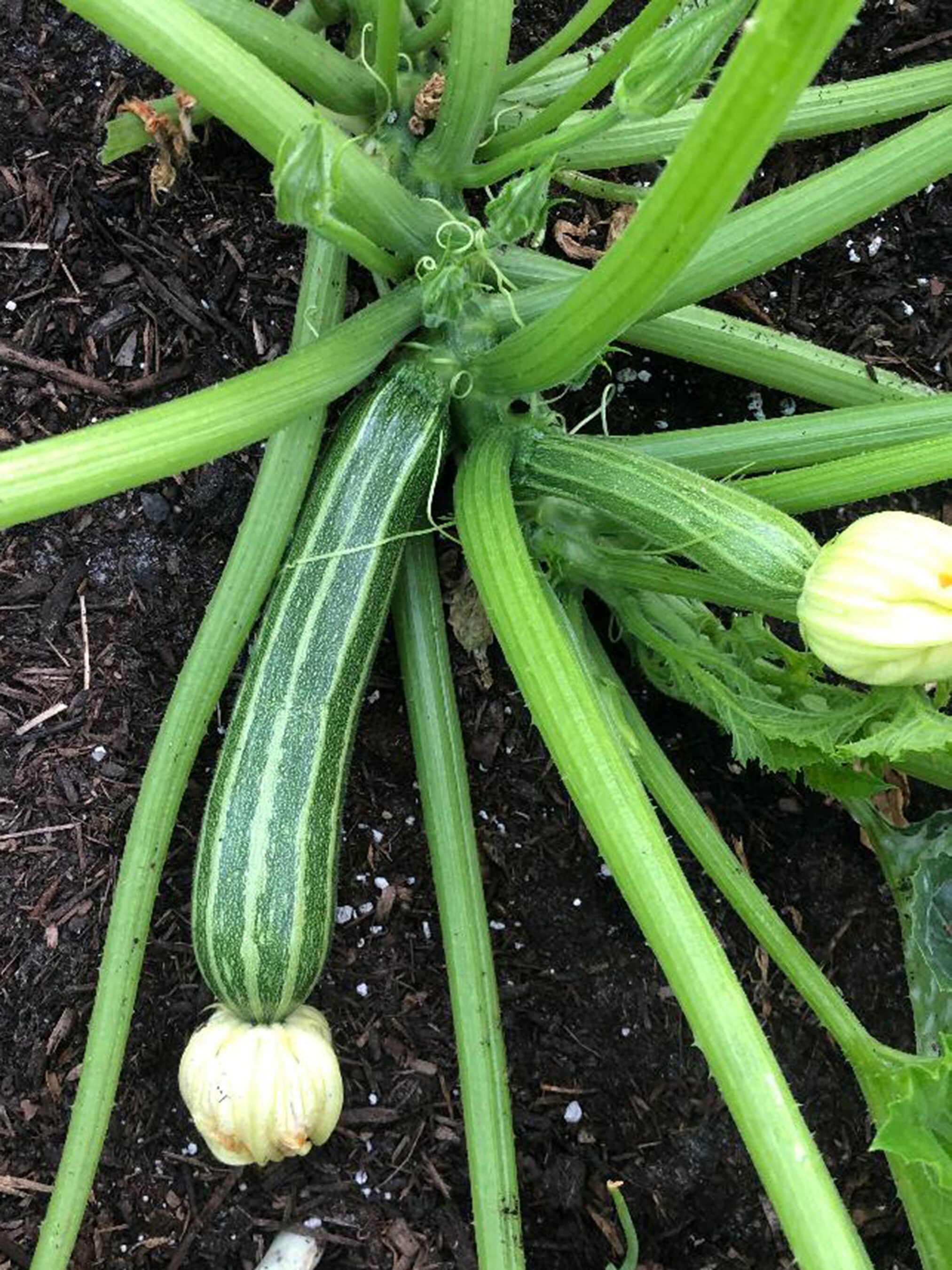 Cocozelle Italian Heirloom Zucchini Summer Squash Vegetable - Etsy