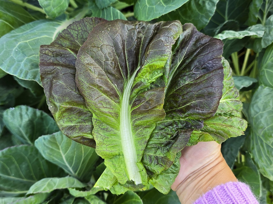 Osaka Purple Japanese Mustard Seeds – Heirloom Mustard Greens With ...