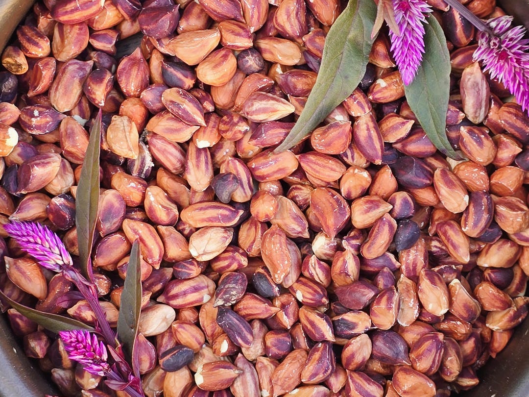 Rare Wild Jungle Peanut Garden Seeds – Heirloom Peanut Variety Native ...